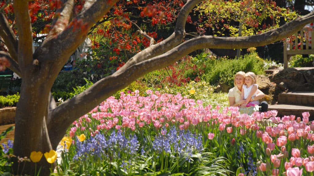 Tulip Time Festival returns to the Southern Highlands this Spring ...