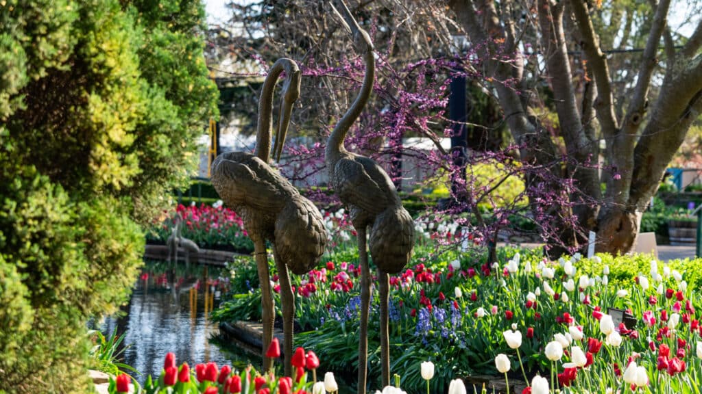 Step Into Spring at the Southern Highlands Tulip Time Festival ...